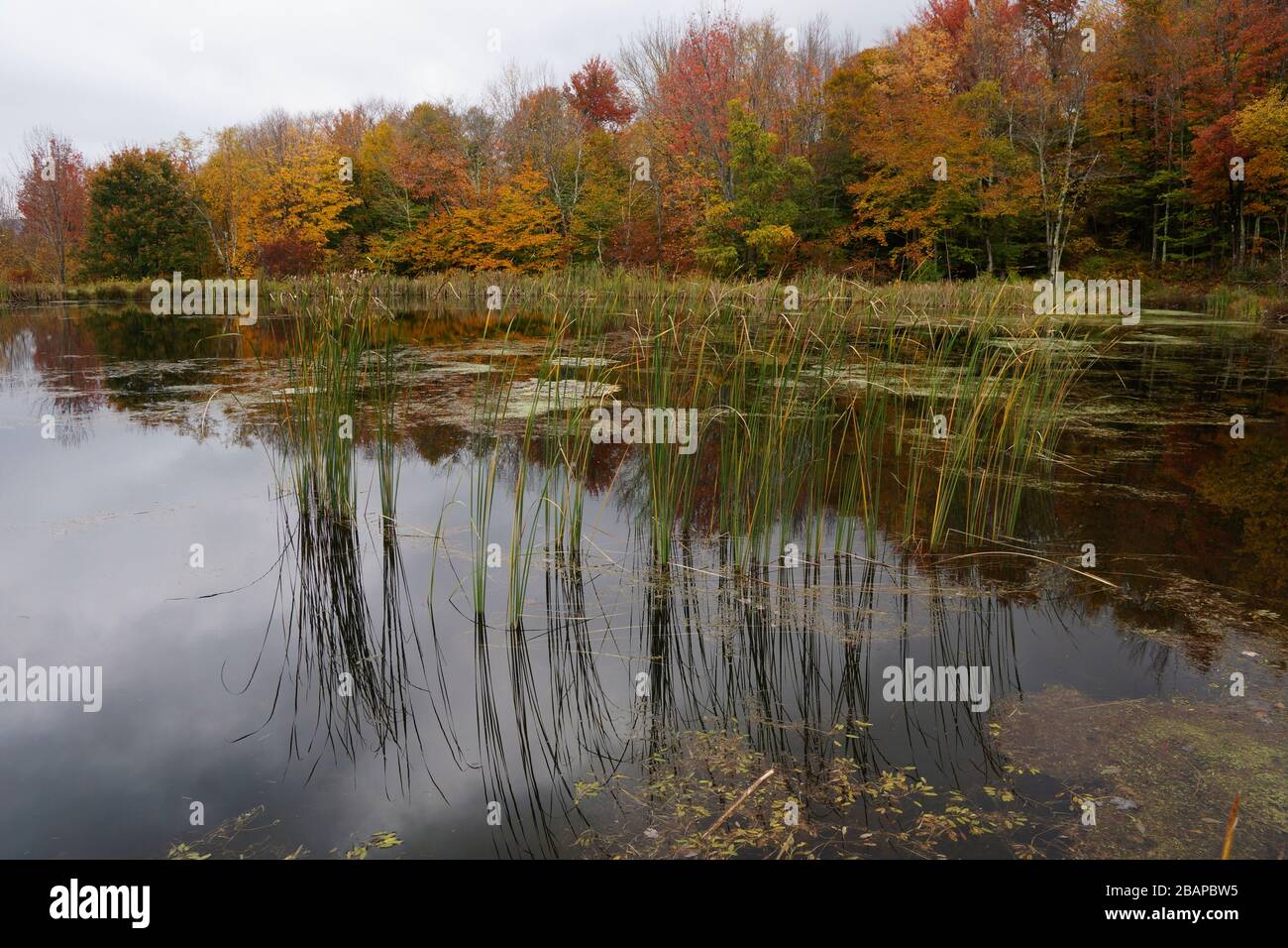 Autumn in the Catskill Mountains - Snake Pond near Andes NY Stock Photo ...