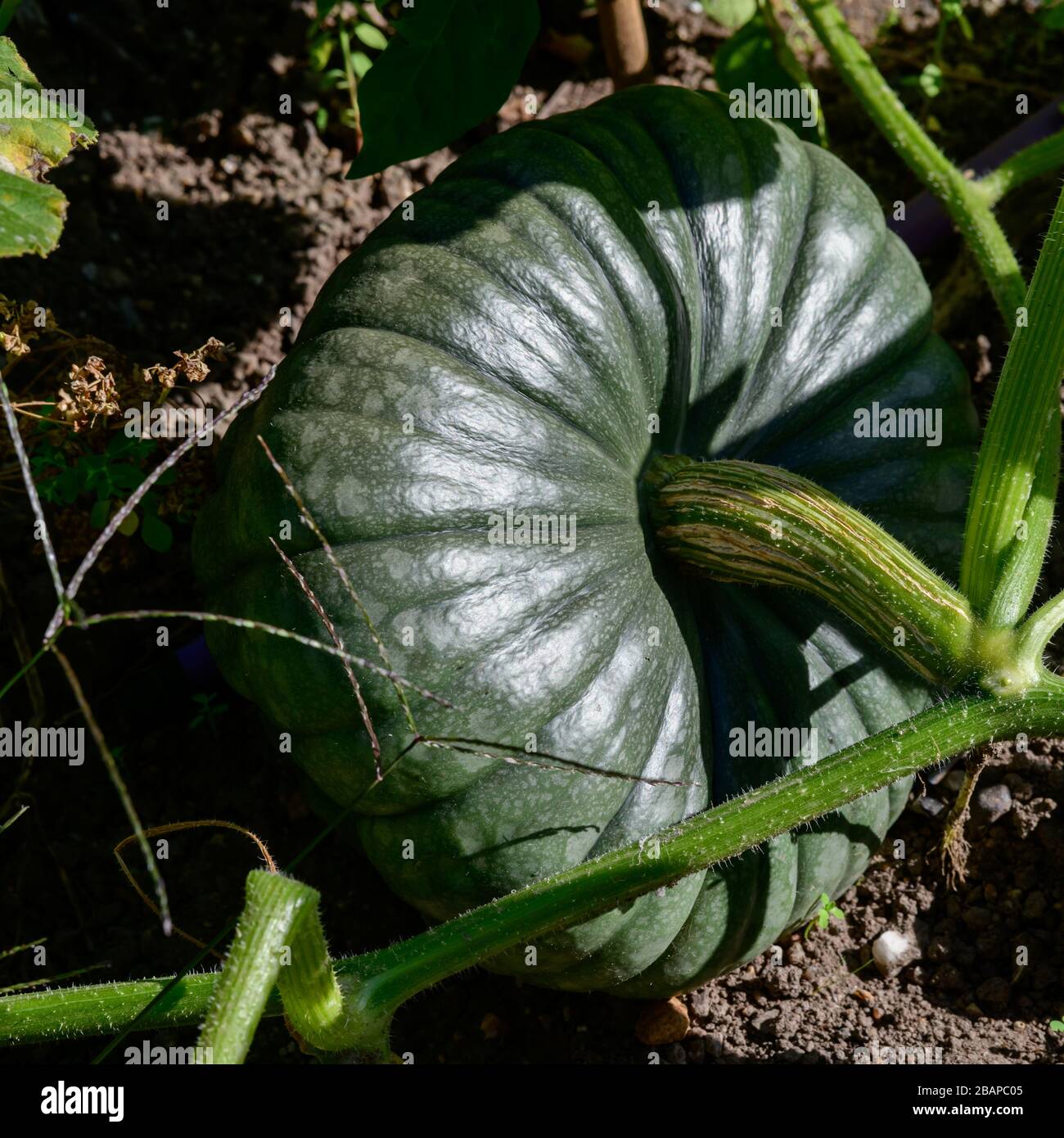 Beat the Crisis, Grow your own organic vegetables Stock Photo - Alamy