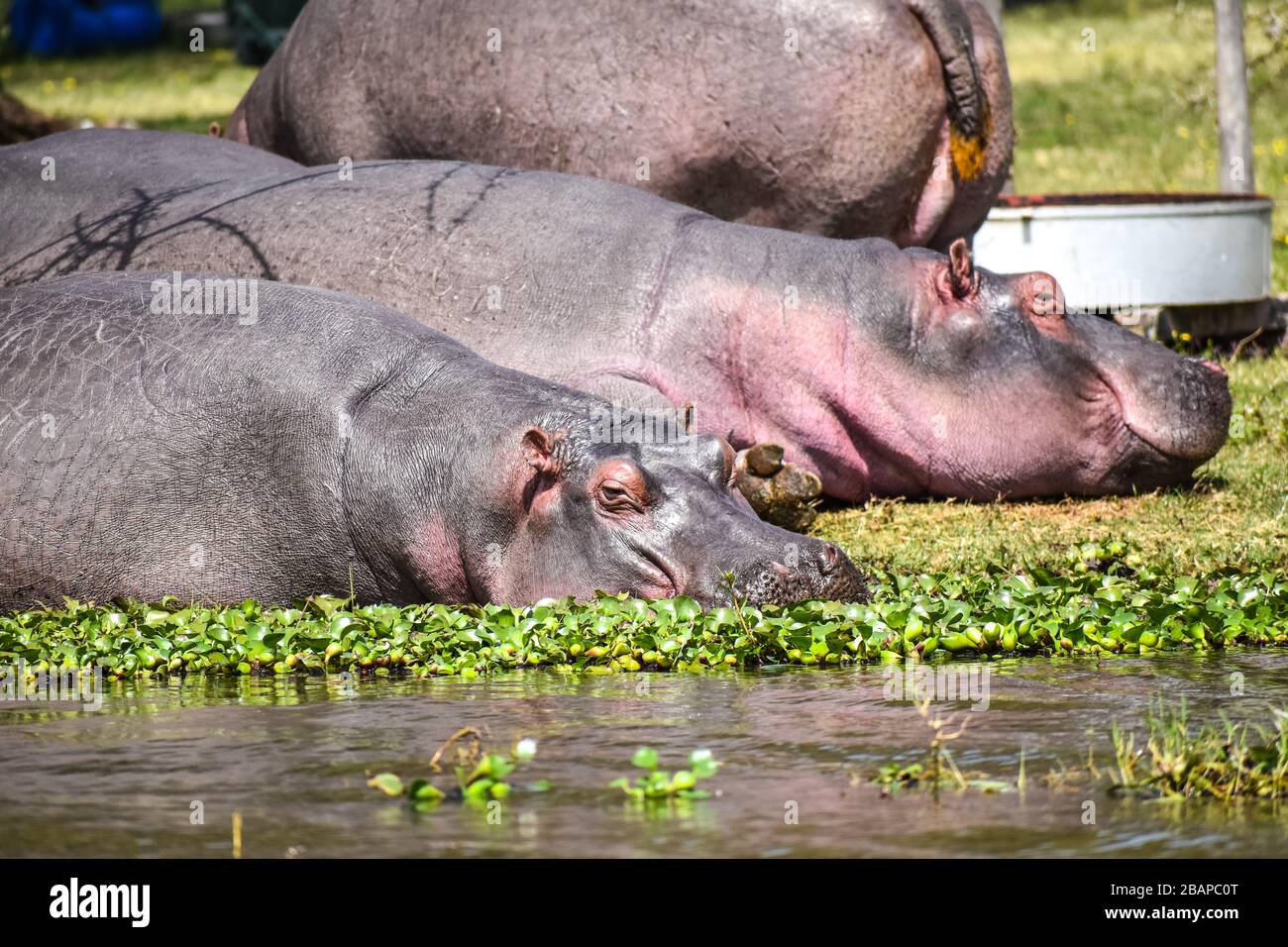 Resting hippos & a butt Stock Photo - Alamy