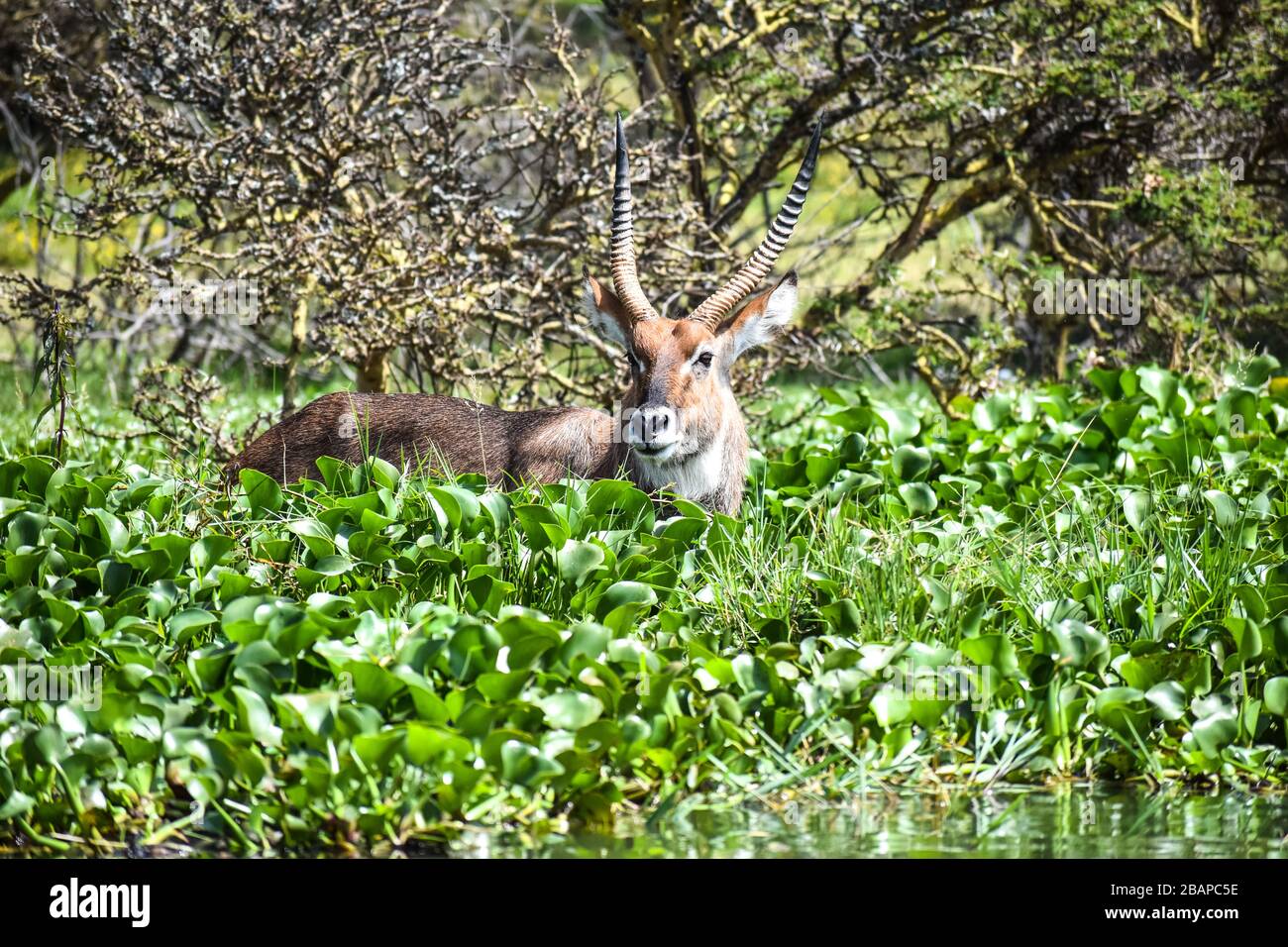 Antelope horns hi-res stock photography and images - Alamy