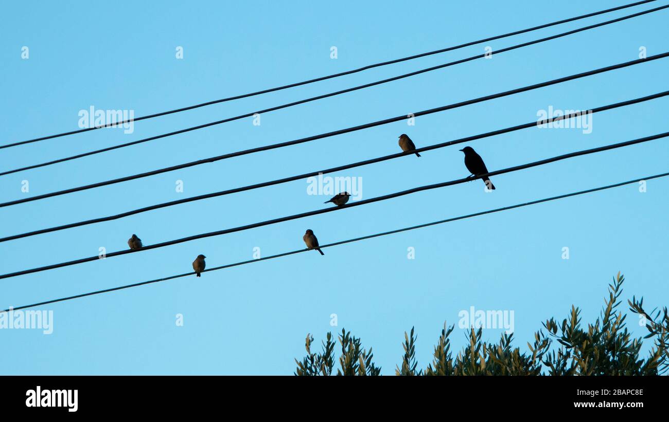 Birds sitting on electricity wires hi-res stock photography and images ...