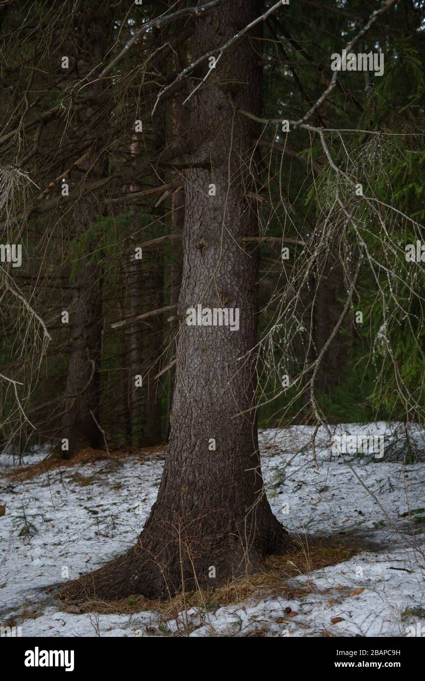Springtime thaw hi-res stock photography and images - Alamy