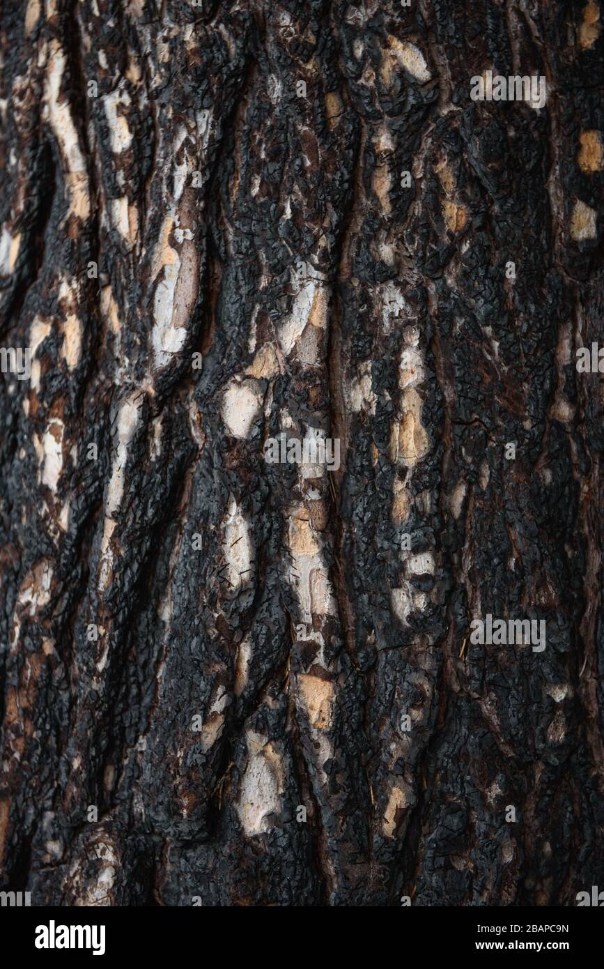 Burnt bark hi-res stock photography and images - Alamy