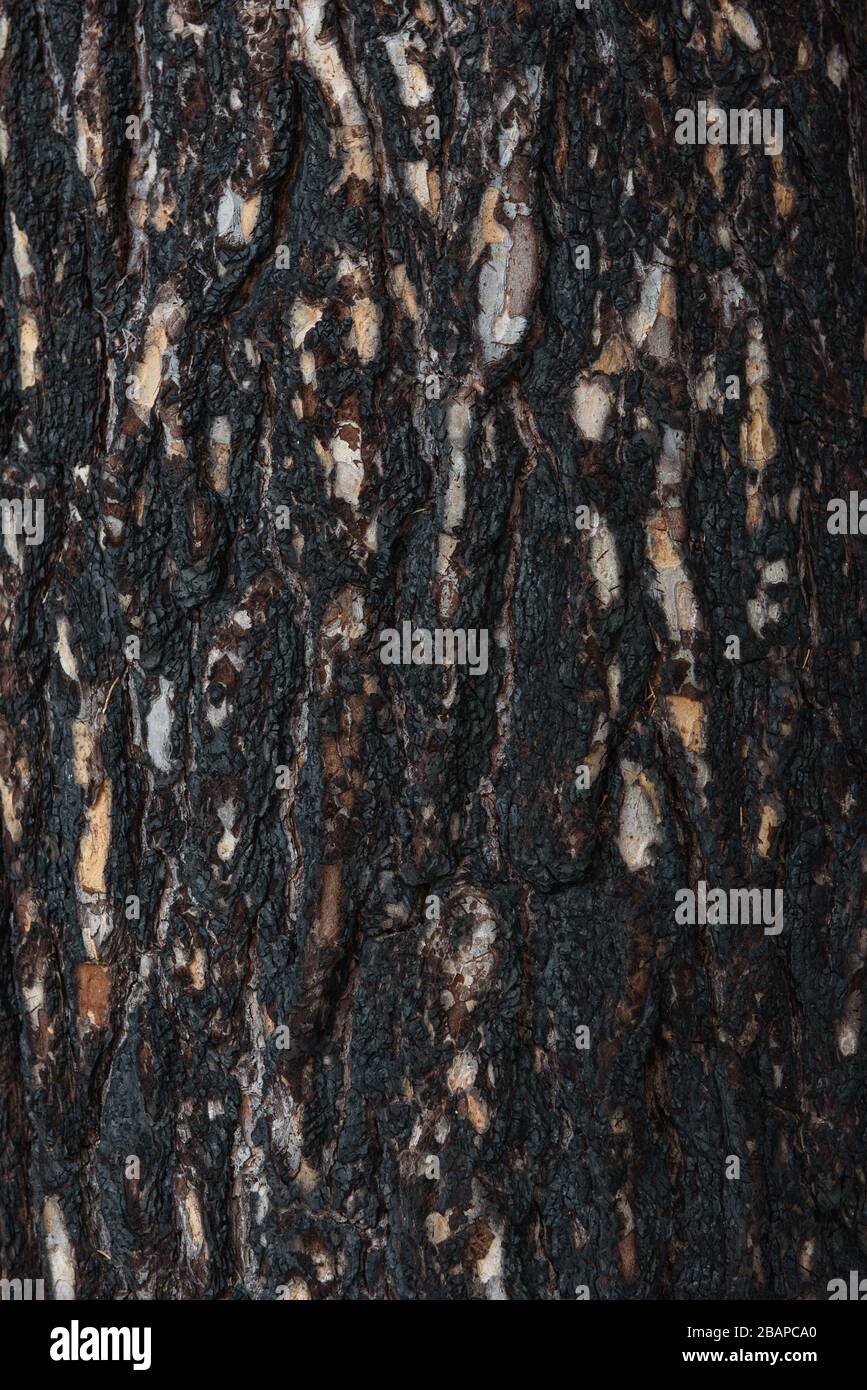 Close-up background. Pine bark of a tree after a fire in the forest ...