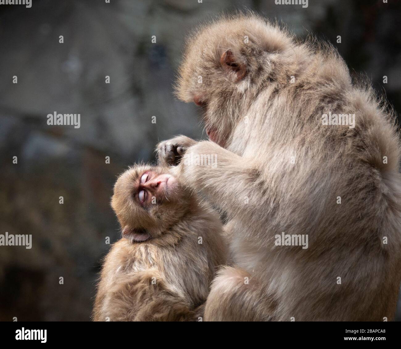 Mother snow monkey grooming baby money in the snow monkey park Nagano ...