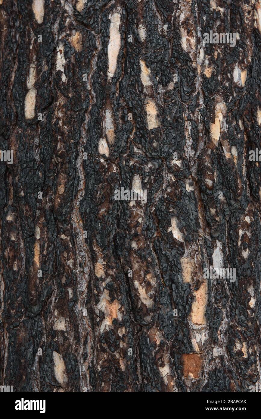 Close-up background. Pine bark of a tree after a fire in the forest ...