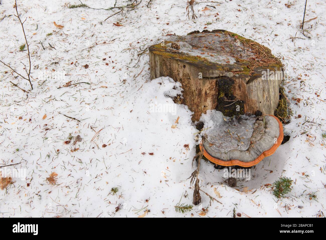 Close up. Chaga growing on a stump in the forest early spring Stock ...