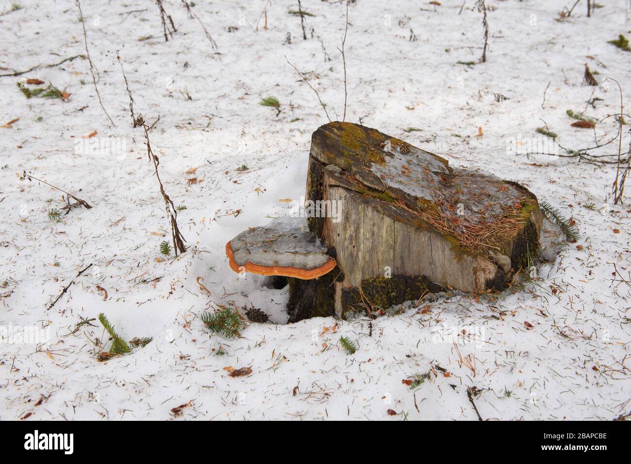 Chaga hi-res stock photography and images - Alamy