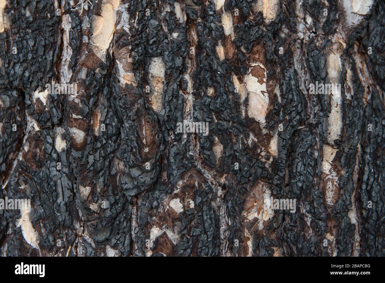 Close-up background. Pine bark of a tree after a fire in the forest ...