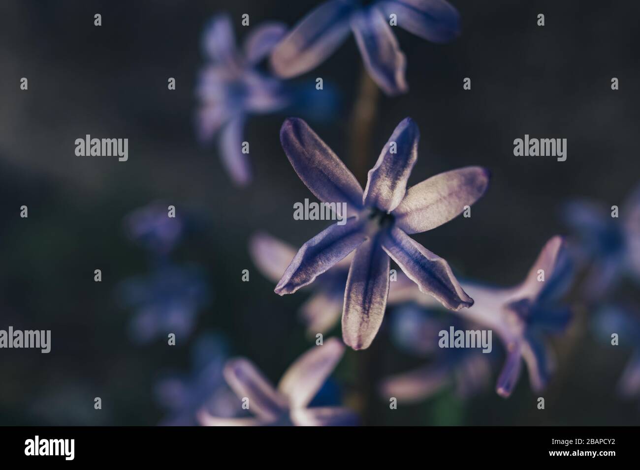 Close up beautiful spring hyacinth flowers on a plant background. Macro ...