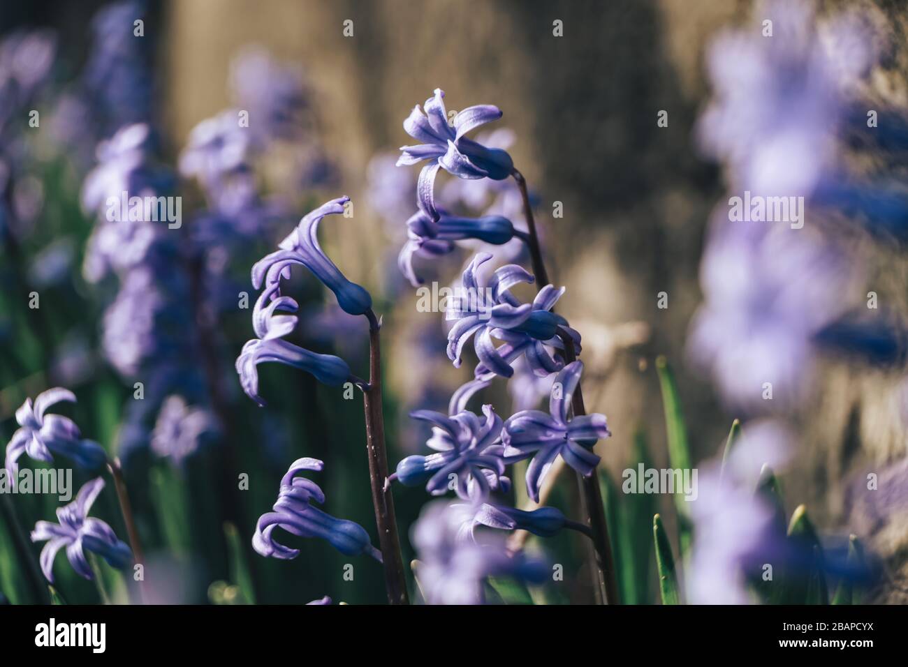 Close up beautiful spring hyacinth flowers on a plant background. Macro ...