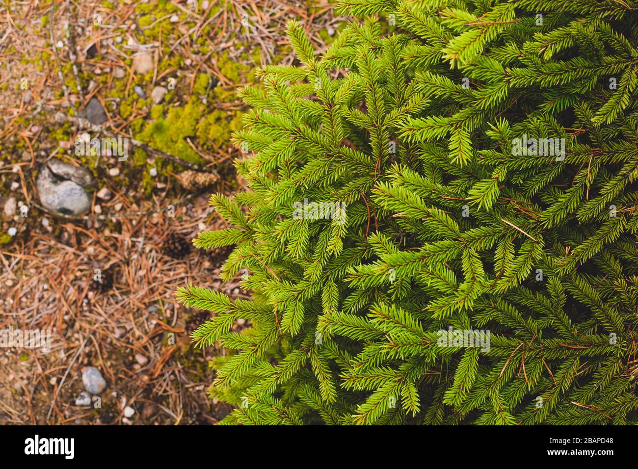 A fur tree hi-res stock photography and images - Alamy