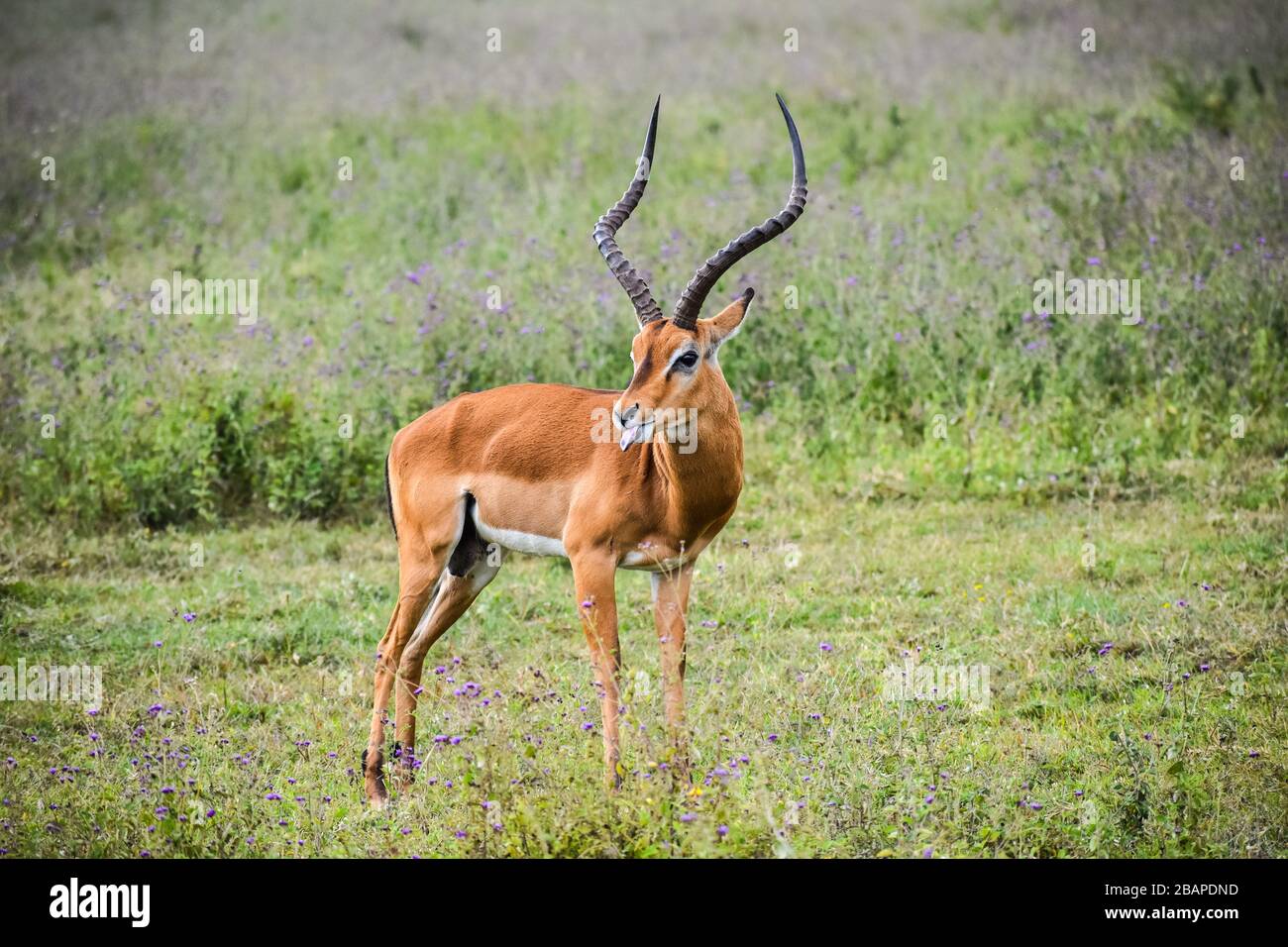 Impressive impala horns Stock Photo - Alamy