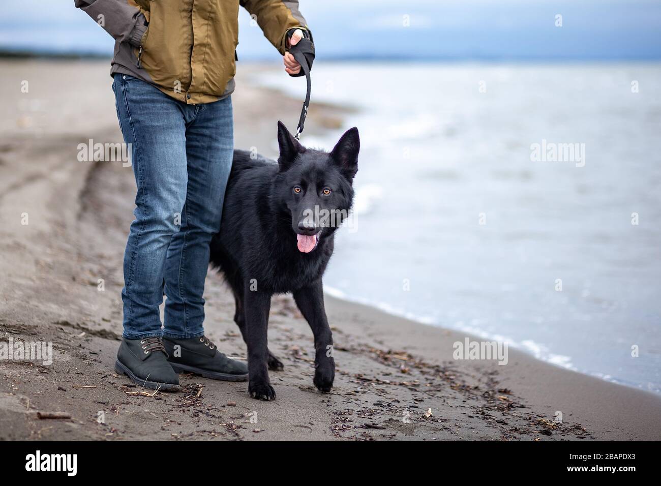 German Shepherd and its owner walk along shore of Black Sea, Poti Stock ...