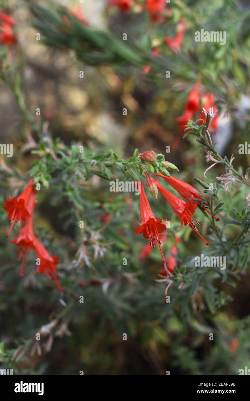 Hummingbird's trumpet, Epilobium Canum, Onagraceae. Whilst everything ...