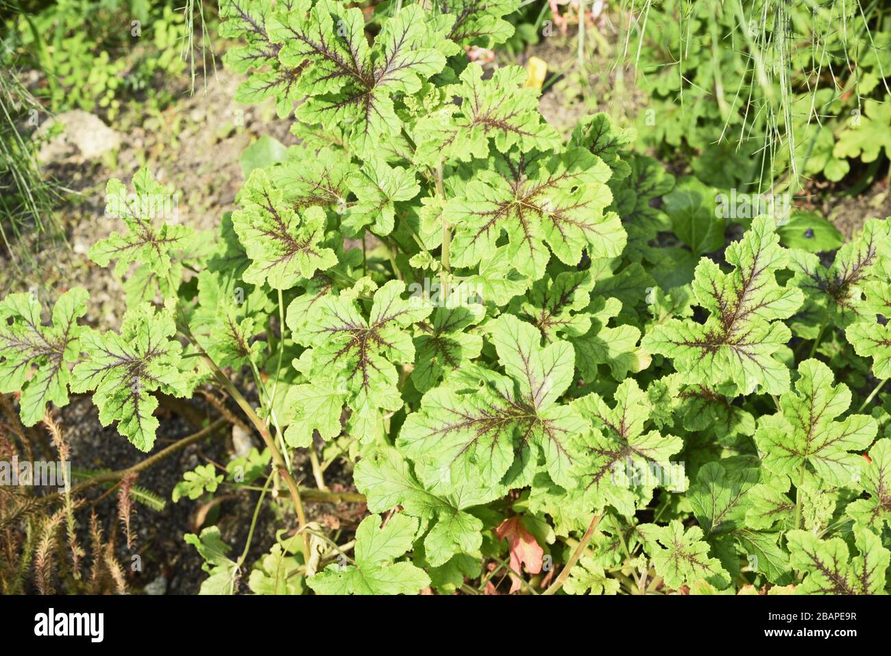 Oak-leaf geranium, pelargonium quercifolium, Geraniaceae. A common folk ...