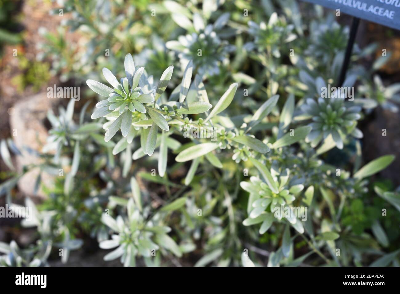 Silverbush, Convulvulus cneorum, Convulvulaceae. Convolvulus cneorum ...