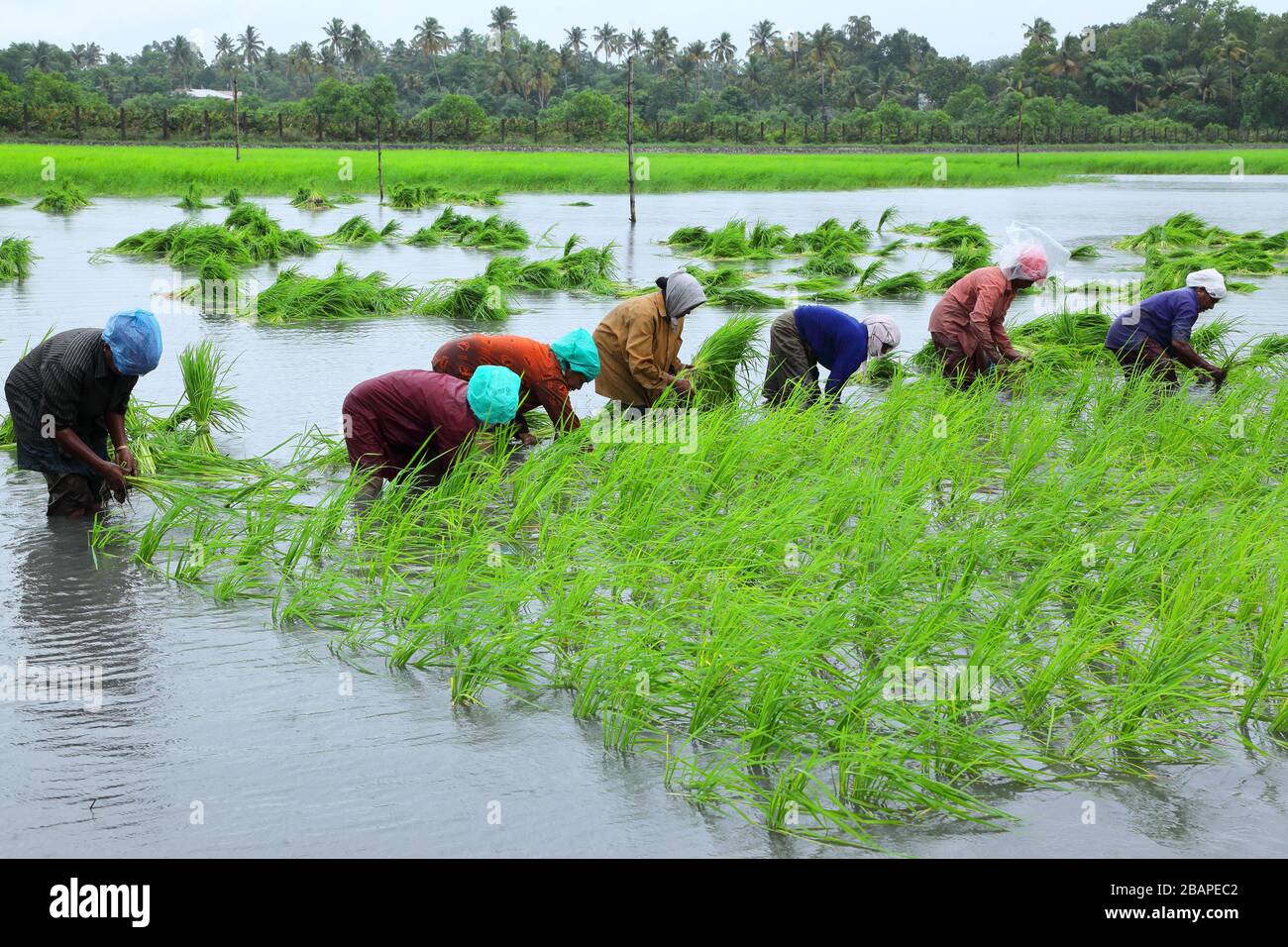 Kerala women farmers hi-res stock photography and images - Alamy