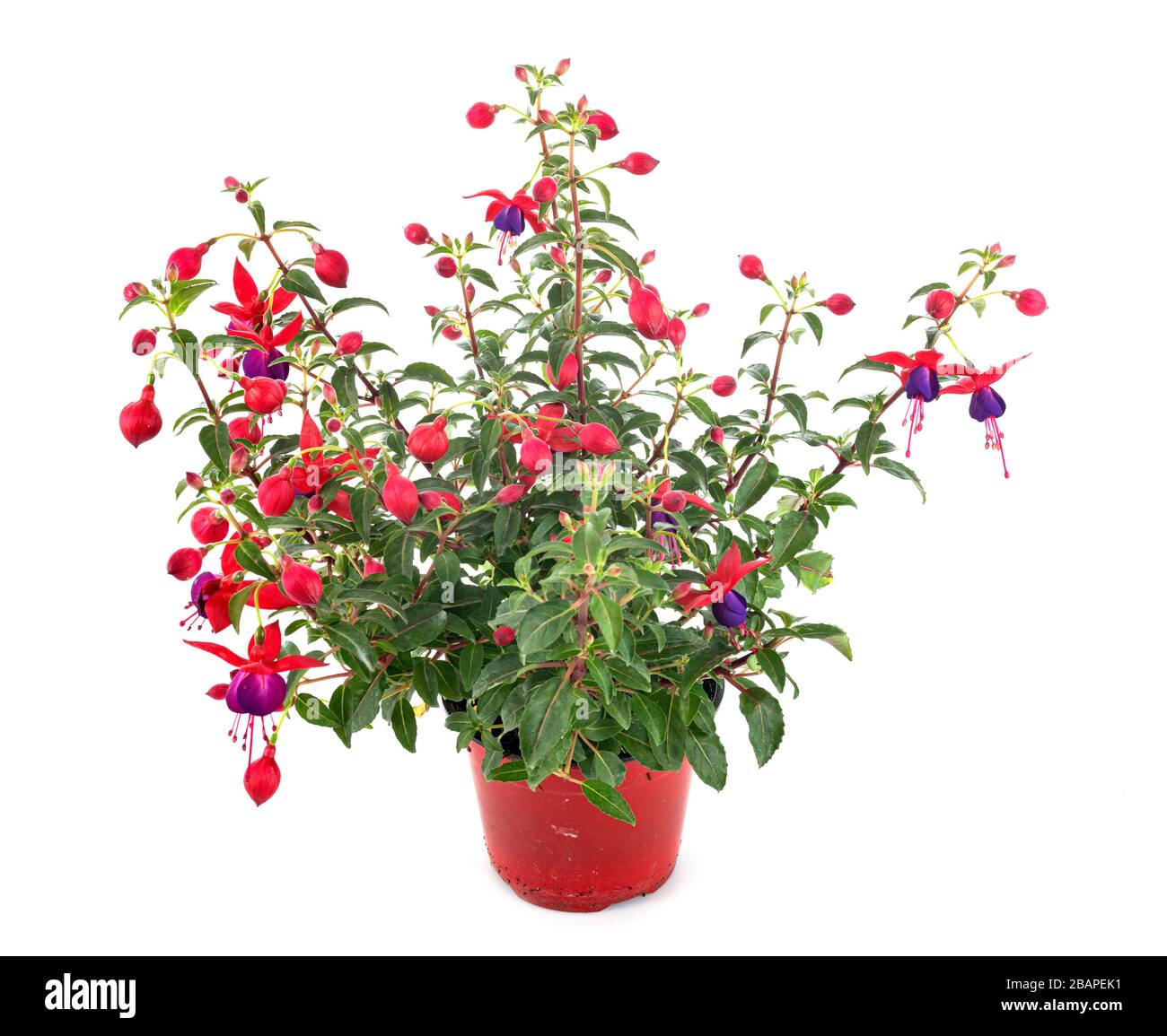 pink Fuchsia in front of white background Stock Photo - Alamy