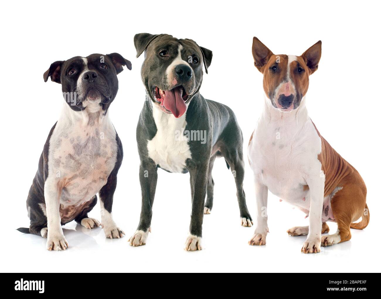amstaff, bull terrier and staffie in front of white background Stock ...