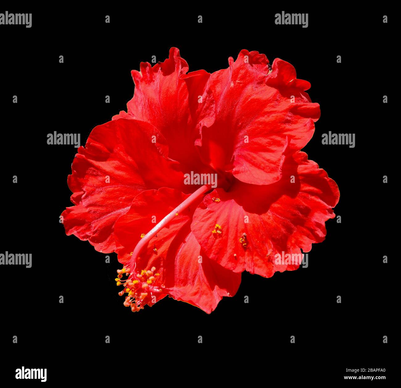 micro shot red hibiscus flower on black background Stock Photo - Alamy