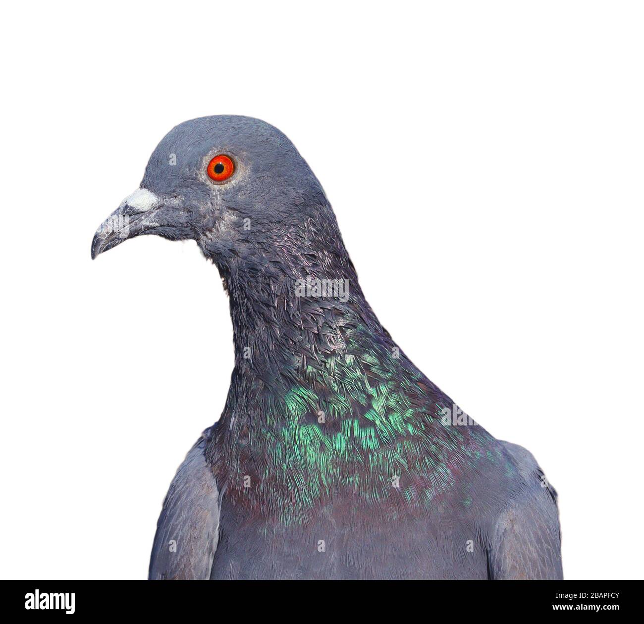 Whole wood pigeon hi-res stock photography and images - Alamy