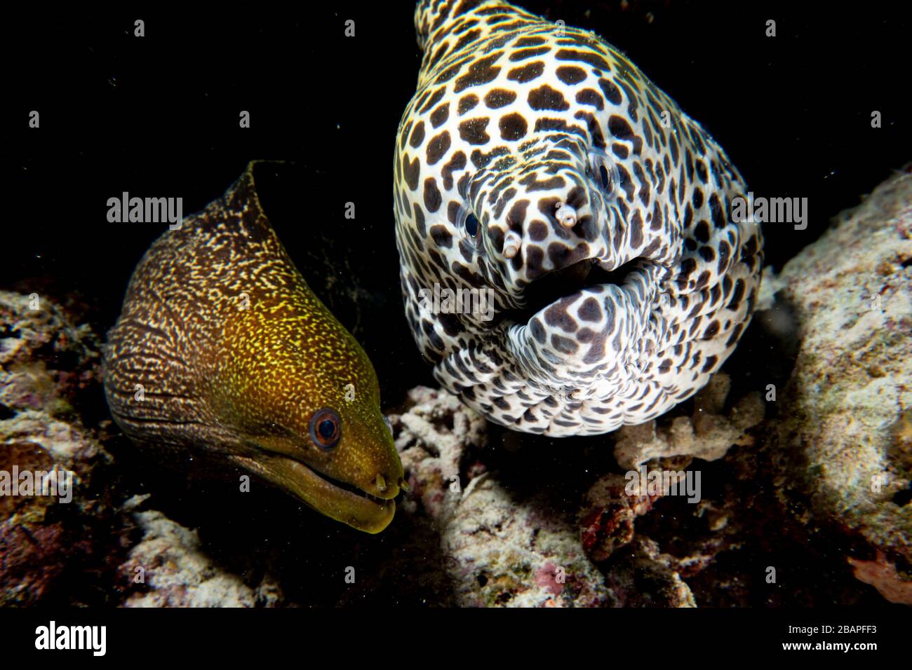 leopard eel mooray portrait while hiding on its reef nest Stock Photo ...
