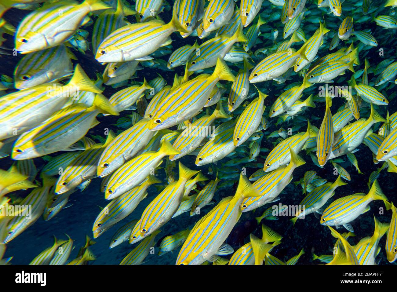 school of yellow Snapper Lutjanidae while diving maldives Stock Photo ...