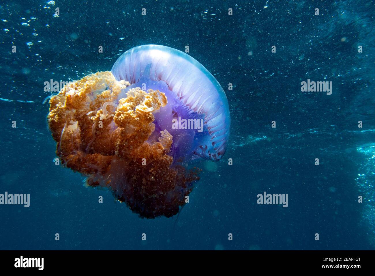 Giant jellyfish hi-res stock photography and images - Alamy