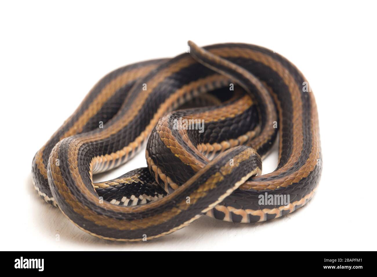 Snakes of indonesia Cut Out Stock Images & Pictures - Alamy