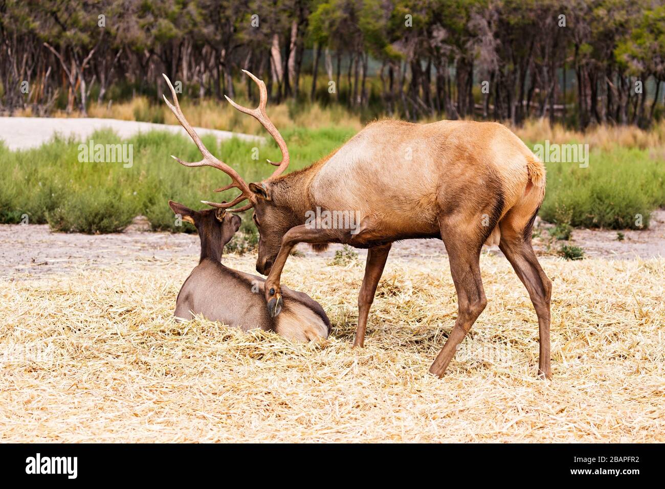 Mammals / Elk bull and Elk cow in Halls Gap Zoo, Victoria Australia ...