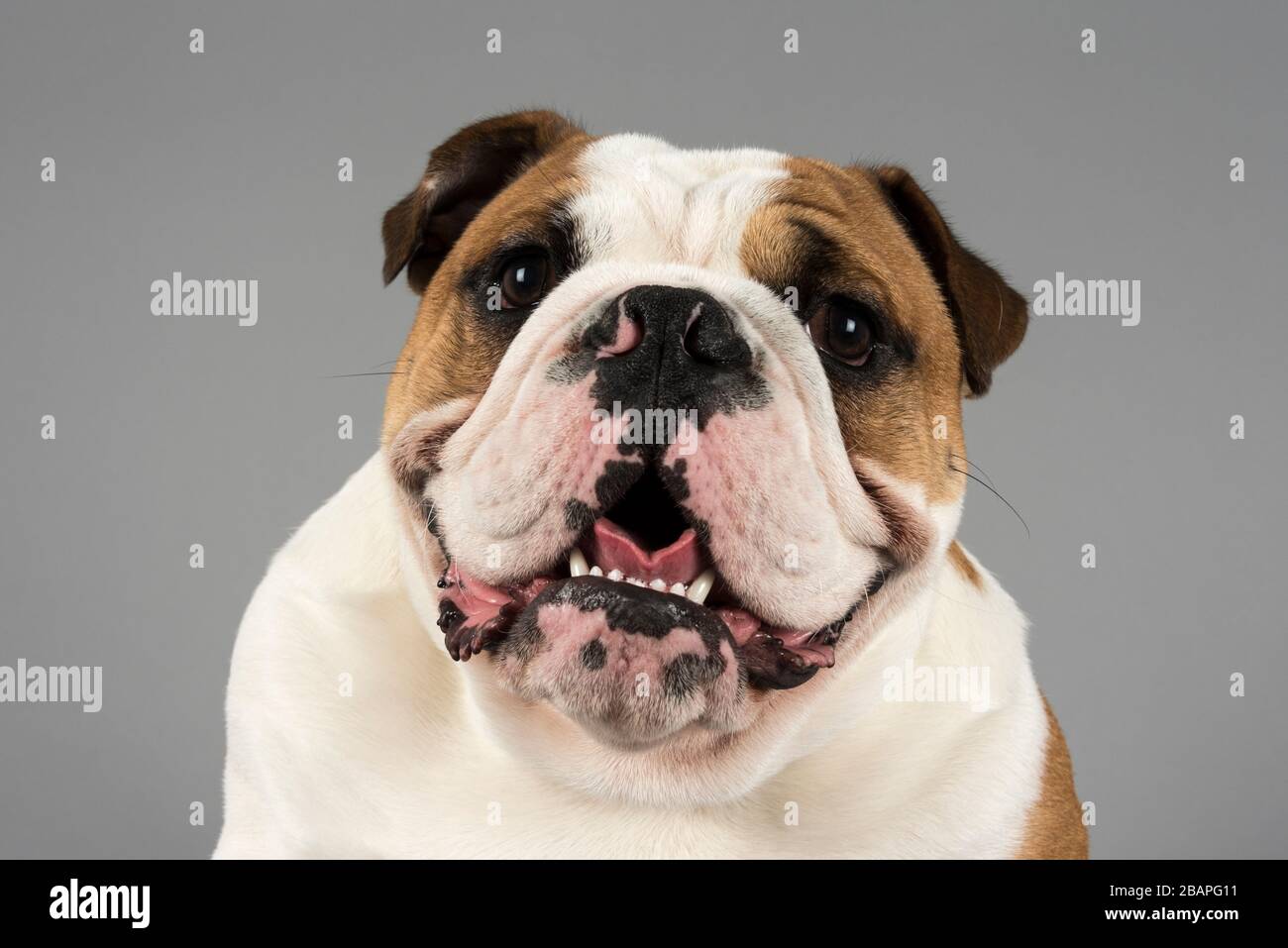 Bulldog looking straight at camera hi-res stock photography and images ...