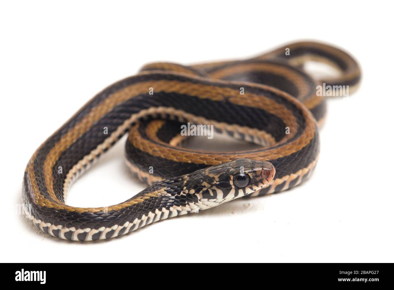 Snakes of indonesia Cut Out Stock Images & Pictures - Alamy