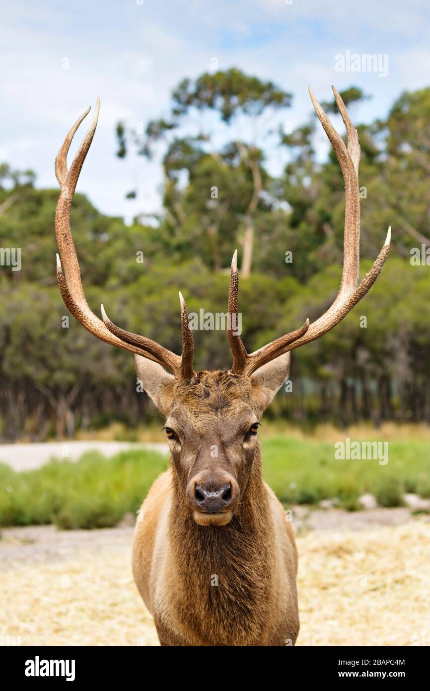 Mammals / Elk bull in Halls Gap Zoo, Victoria Australia Stock Photo - Alamy