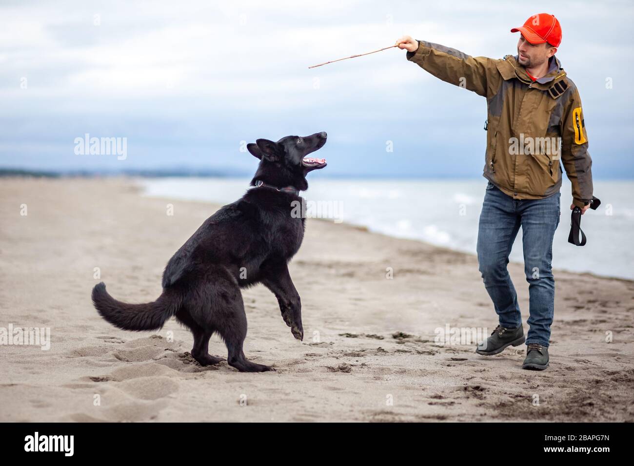 Man trains German shepherd on sandy beach of Black Sea coast, Poti ...