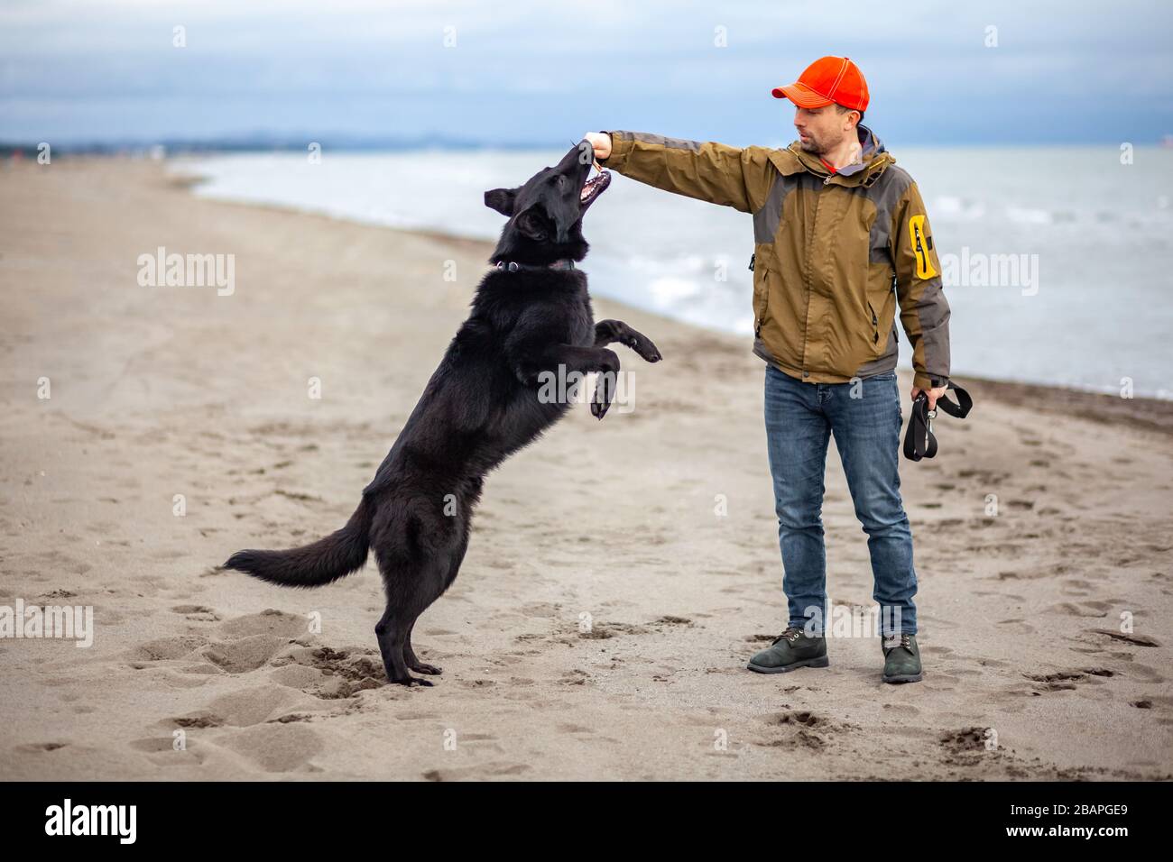 Man trains German shepherd on sandy beach of Black Sea coast, Poti ...