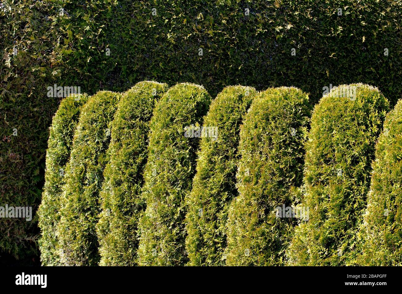 a natural fence of trimmed thuja shrubs planted in a row as living ...