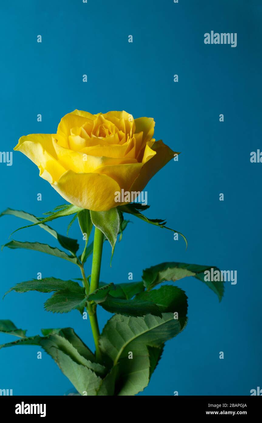 close-up of a single yellow rose flower in front of blue background to ...