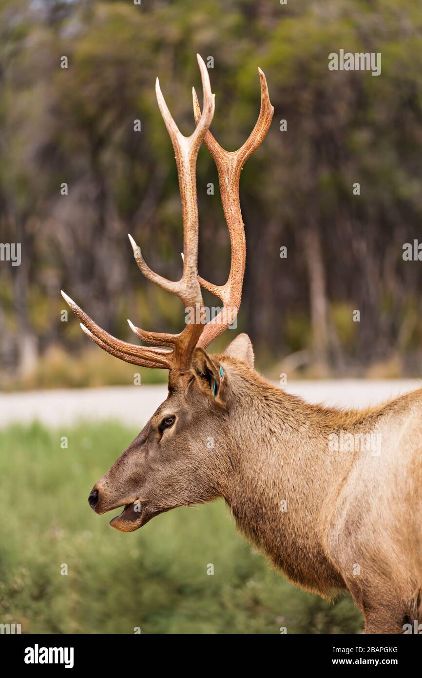 Mammals / Elk bull in Halls Gap Zoo, Victoria Australia Stock Photo - Alamy
