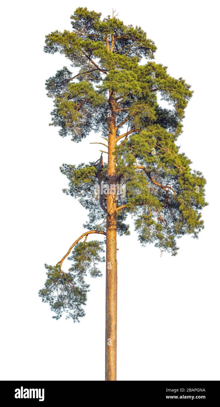 Tall pine tree isolated on white background Stock Photo - Alamy