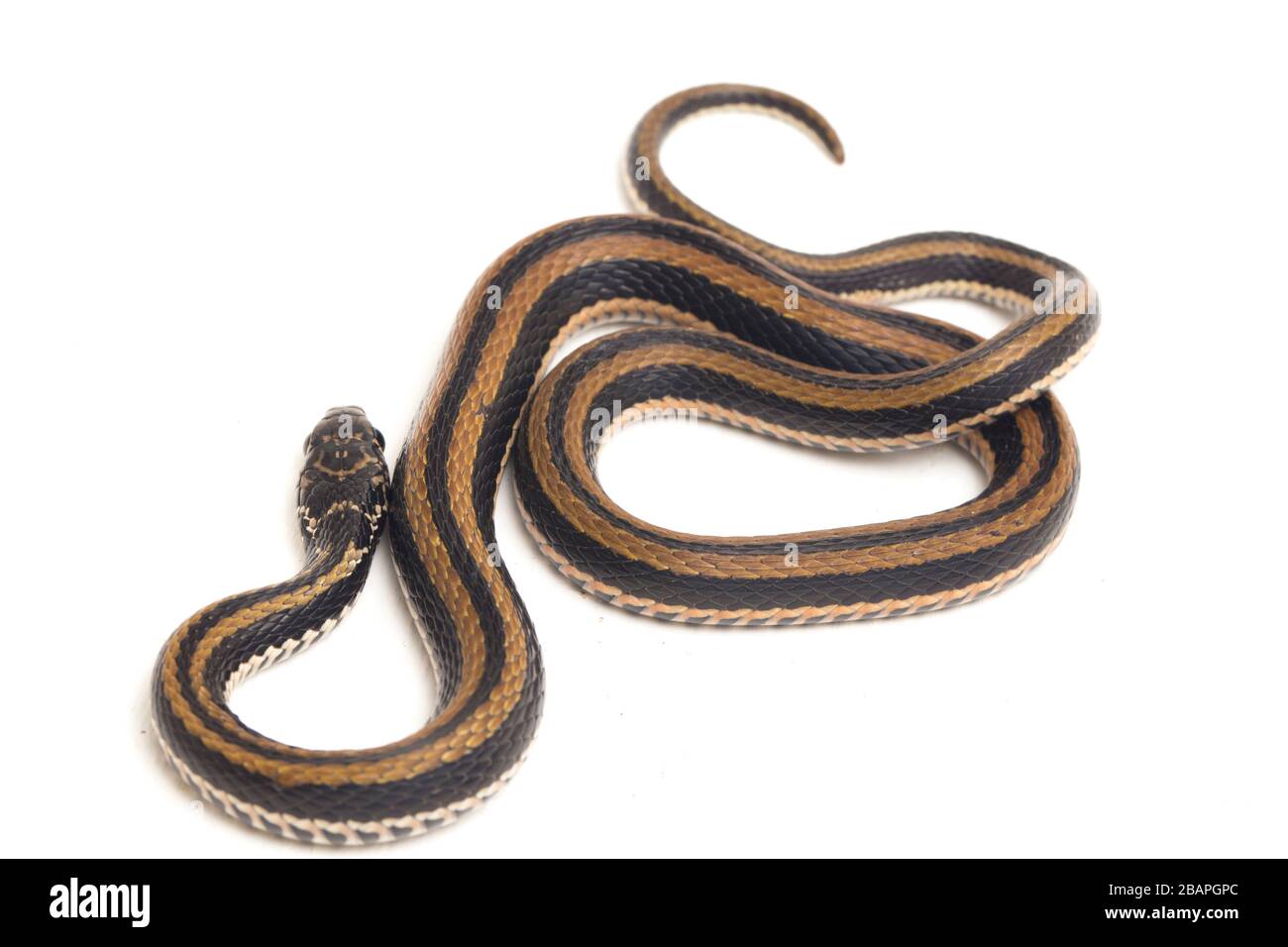 Snakes of indonesia Cut Out Stock Images & Pictures - Alamy