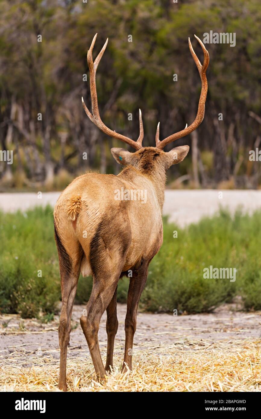Mammals / Elk bull in Halls Gap Zoo, Victoria Australia Stock Photo - Alamy