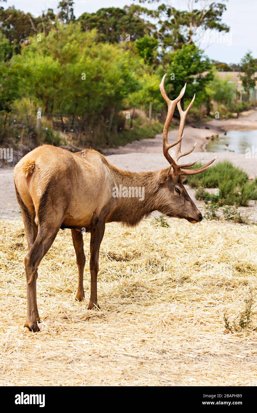 Mammals / Elk bull in Halls Gap Zoo, Victoria Australia Stock Photo - Alamy