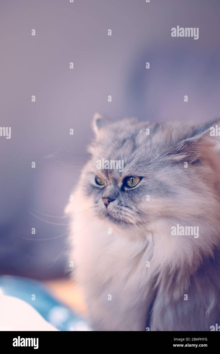 Persian ragdoll cat hi-res stock photography and images - Alamy