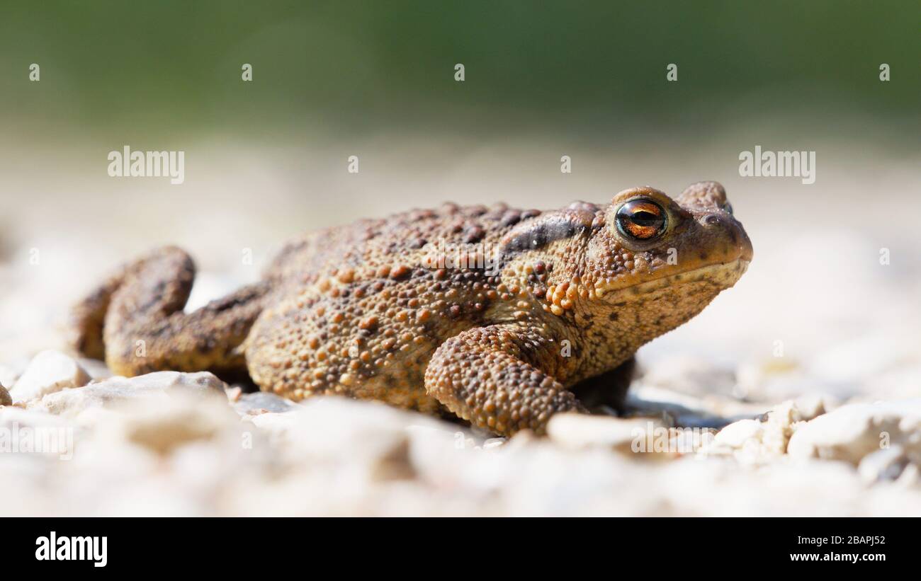 Smooth toad hi-res stock photography and images - Alamy