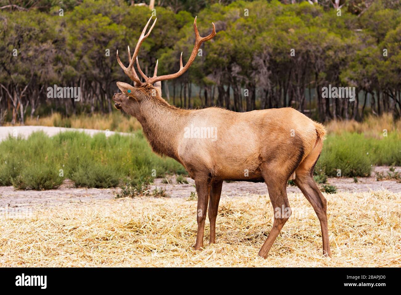 Mammals / Elk bull in Halls Gap Zoo, Victoria Australia Stock Photo - Alamy