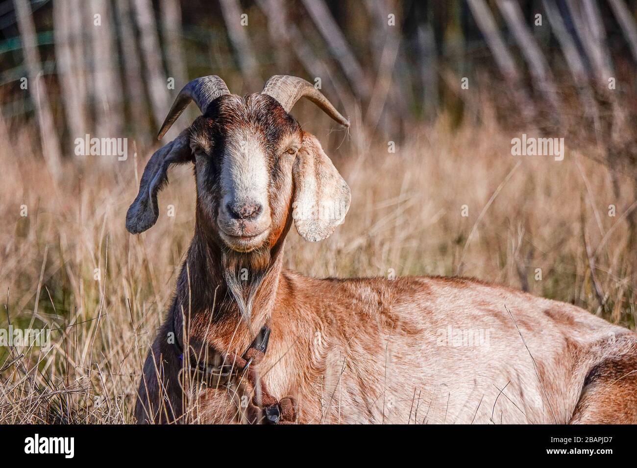 Godalming, UK. 29th March 2020. Beautiful sunny weather for the Home ...