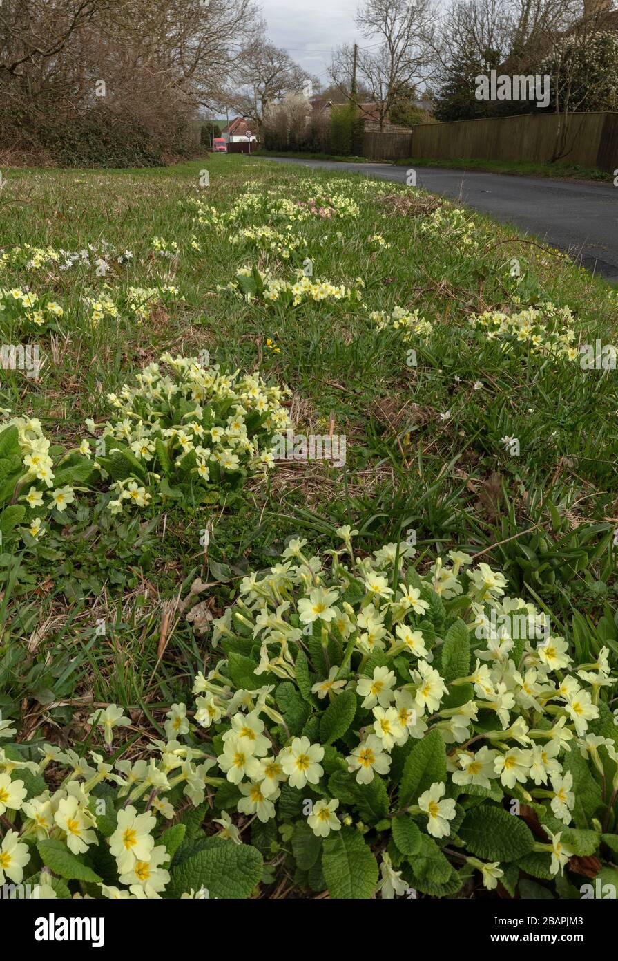 Roadside with Primroses, Primula vulgaris, and other spring flowers ...