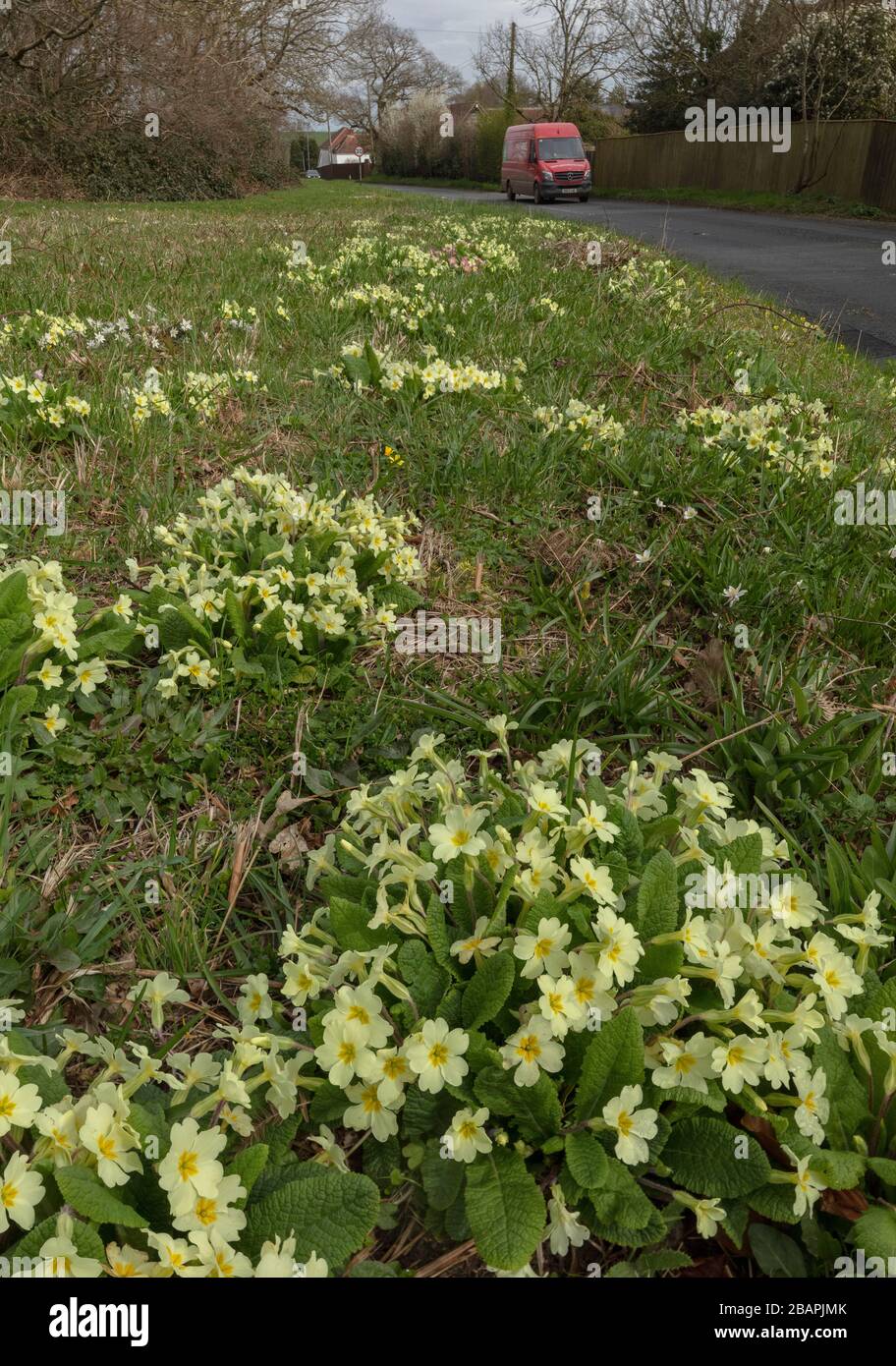 Roadside verge flowers hi-res stock photography and images - Alamy