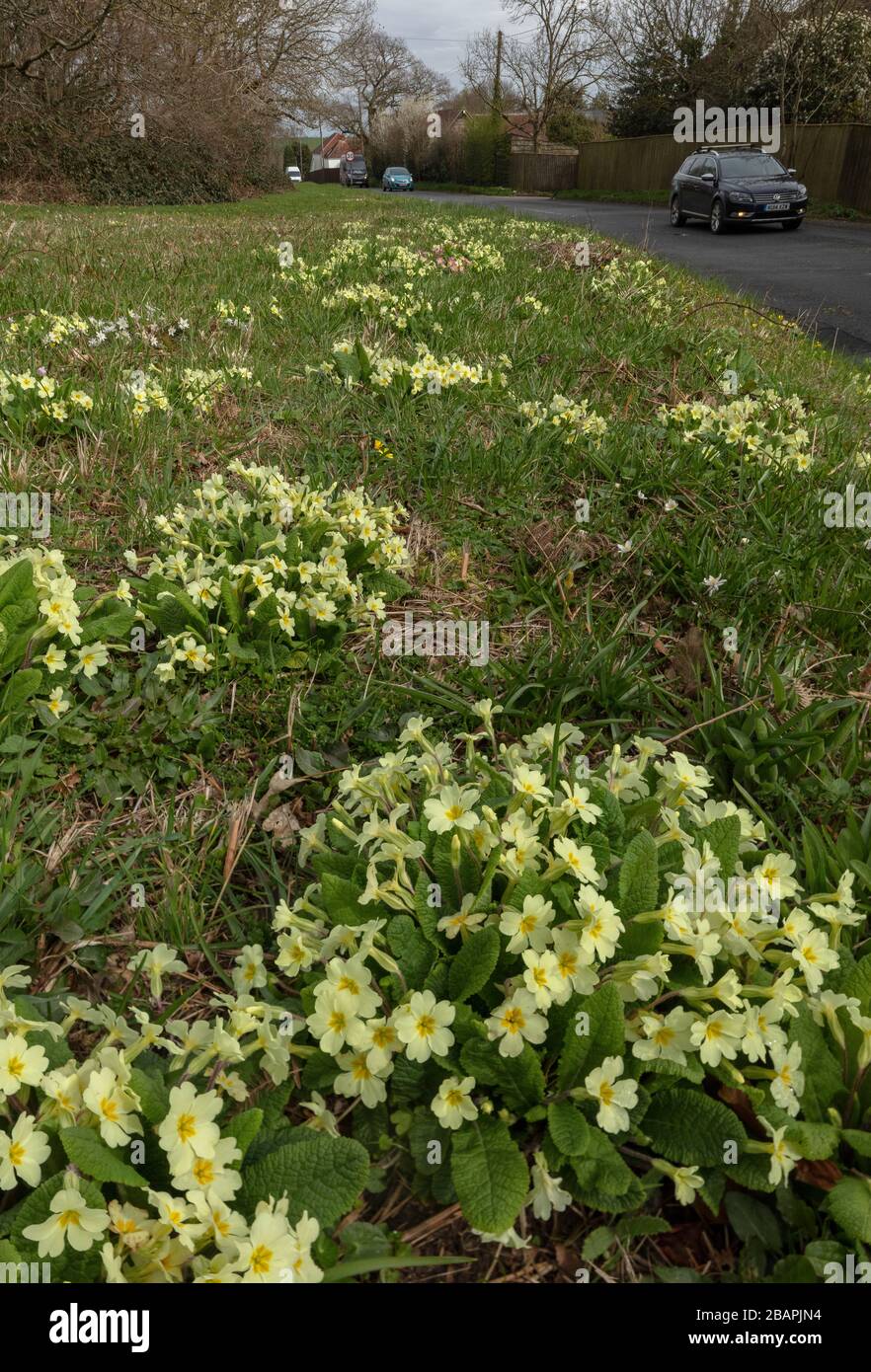 Roadside with Primroses, Primula vulgaris, and other spring flowers ...